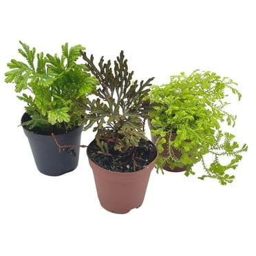 BubbleBlooms Fern Variety Assortment, 6 Different Plants, Variety ...