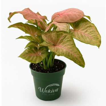Callisia Repens Plant Live for Planting - Pink Lady Plant - Pink ...