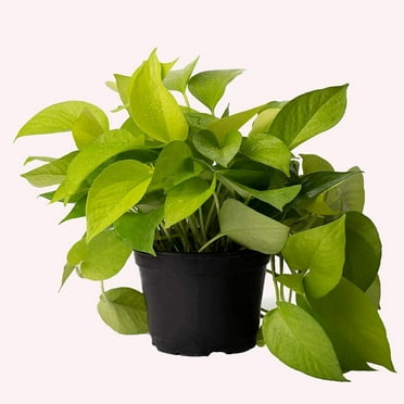 American Plant Exchange Golden Pothos, 6-Inch Pot, Live Easy Care Plant ...