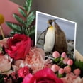 3drose, King Penguin. South America, Falkland Islands, Saunders Island ...