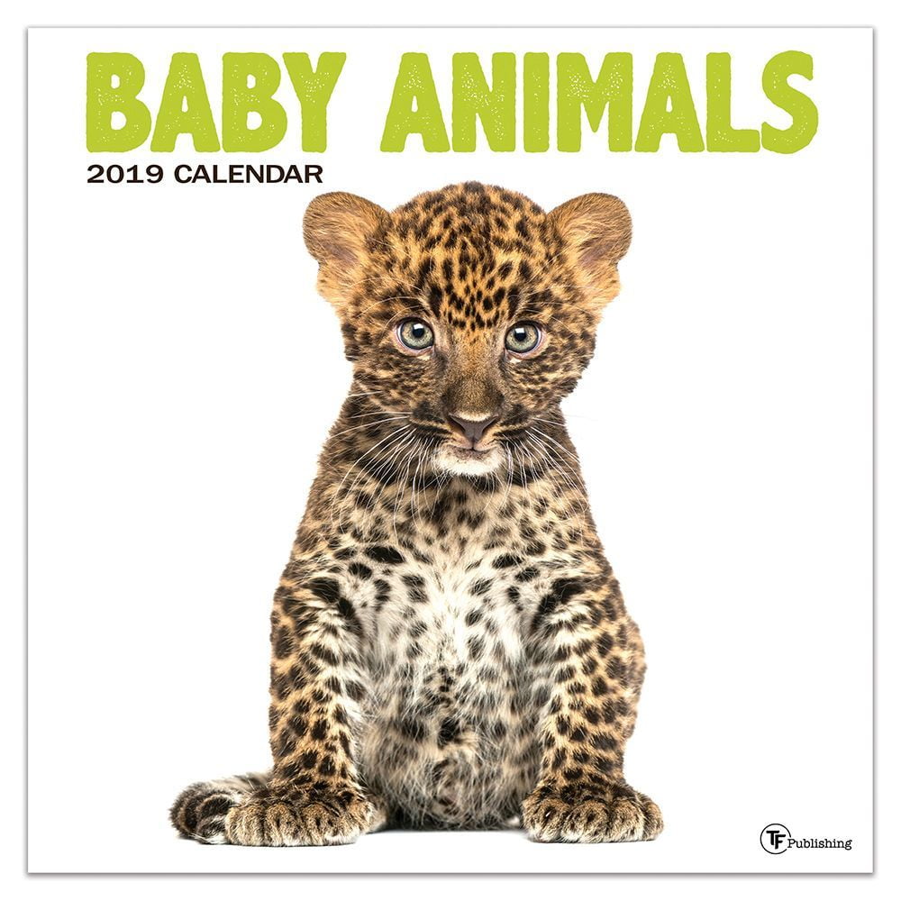 2019 Baby Animals 12" x 12" January 2019-December 2019 Wall Calendar ...
