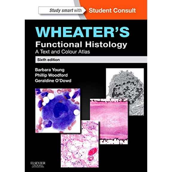 Epithelial Migration in the Atelectatic Pars Tensa Tympanic Membrane ...