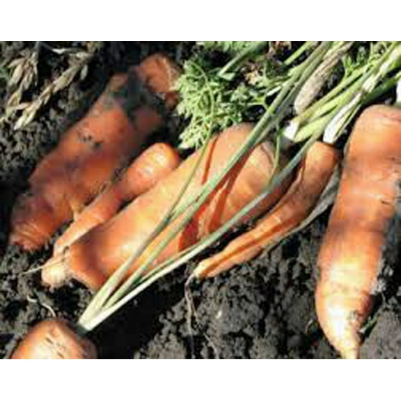 Scarlet Nantes Carrot Seeds - 200 Count Seed Pack - Non-GMO - Rich ...