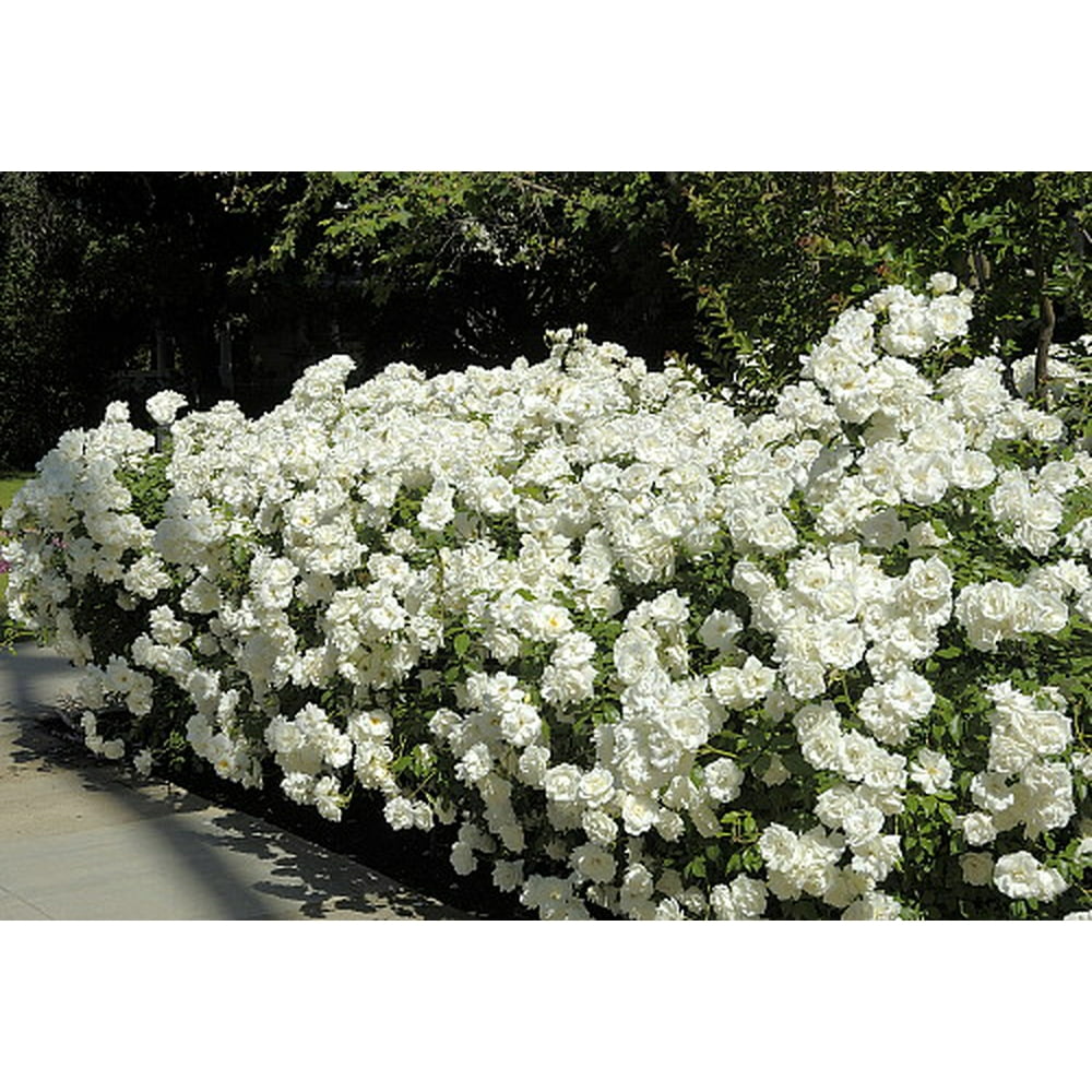 Climbing Iceberg Rose - Honey Fragrance -Repeat Bloomer - 4" Pot ...