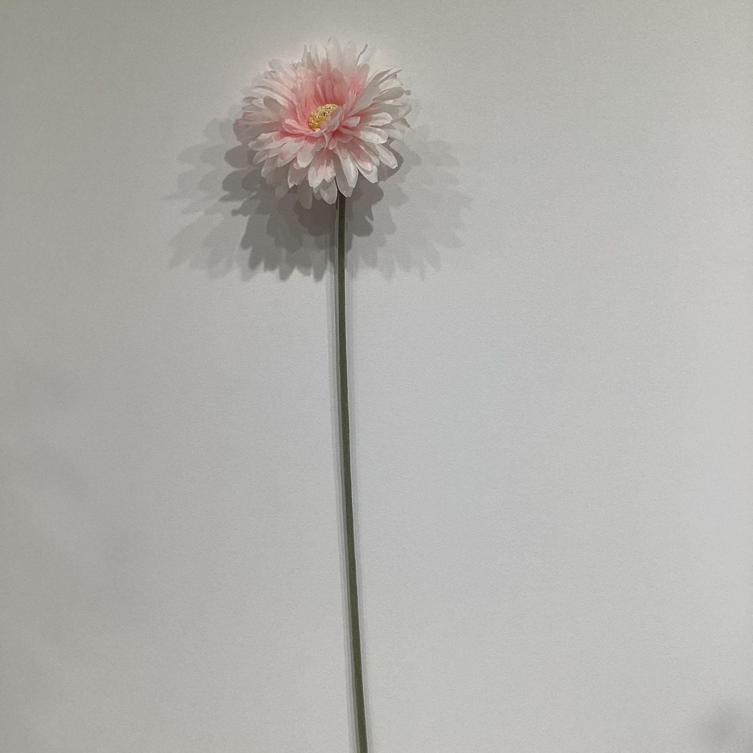 Click here for Permafleur Pink Gerbera Daisy prices