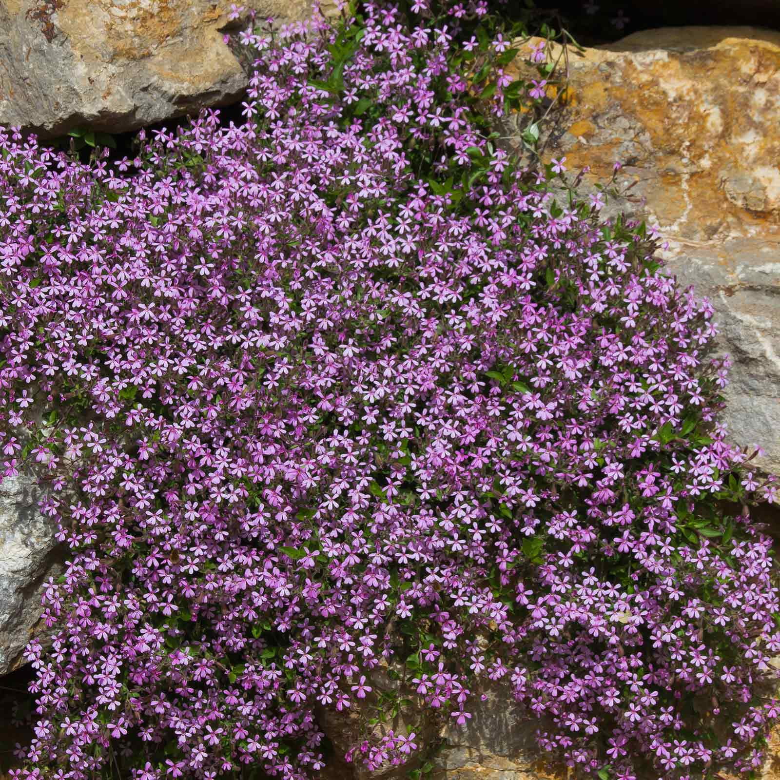 Saponaria Flower Garden Seeds - Rock Soapwort - 1 Lb - Perennial Flower ...