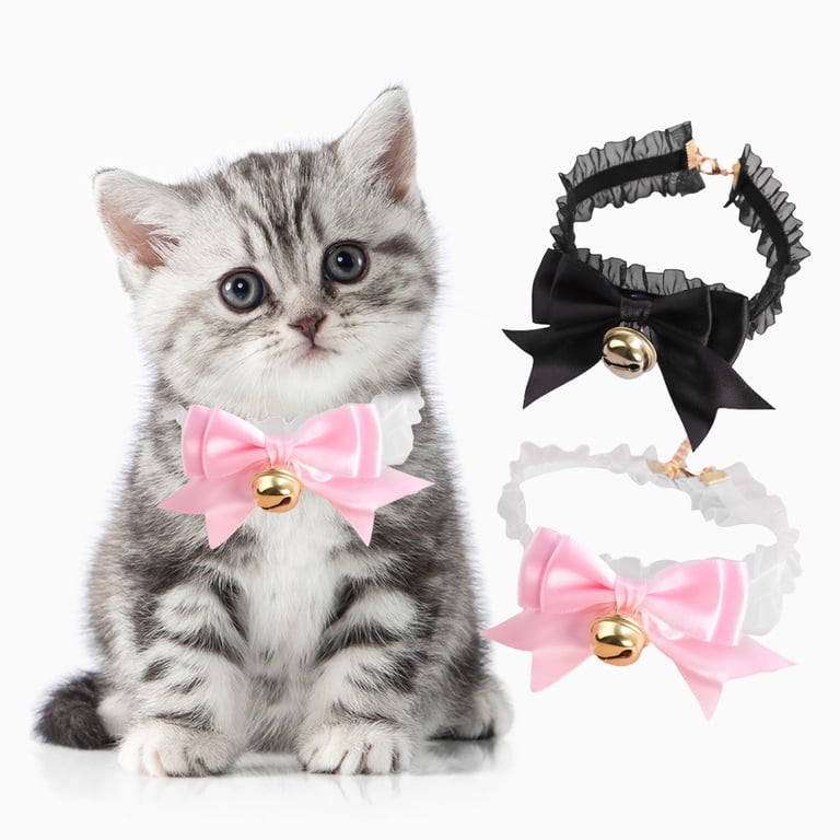 Bow Cat Show