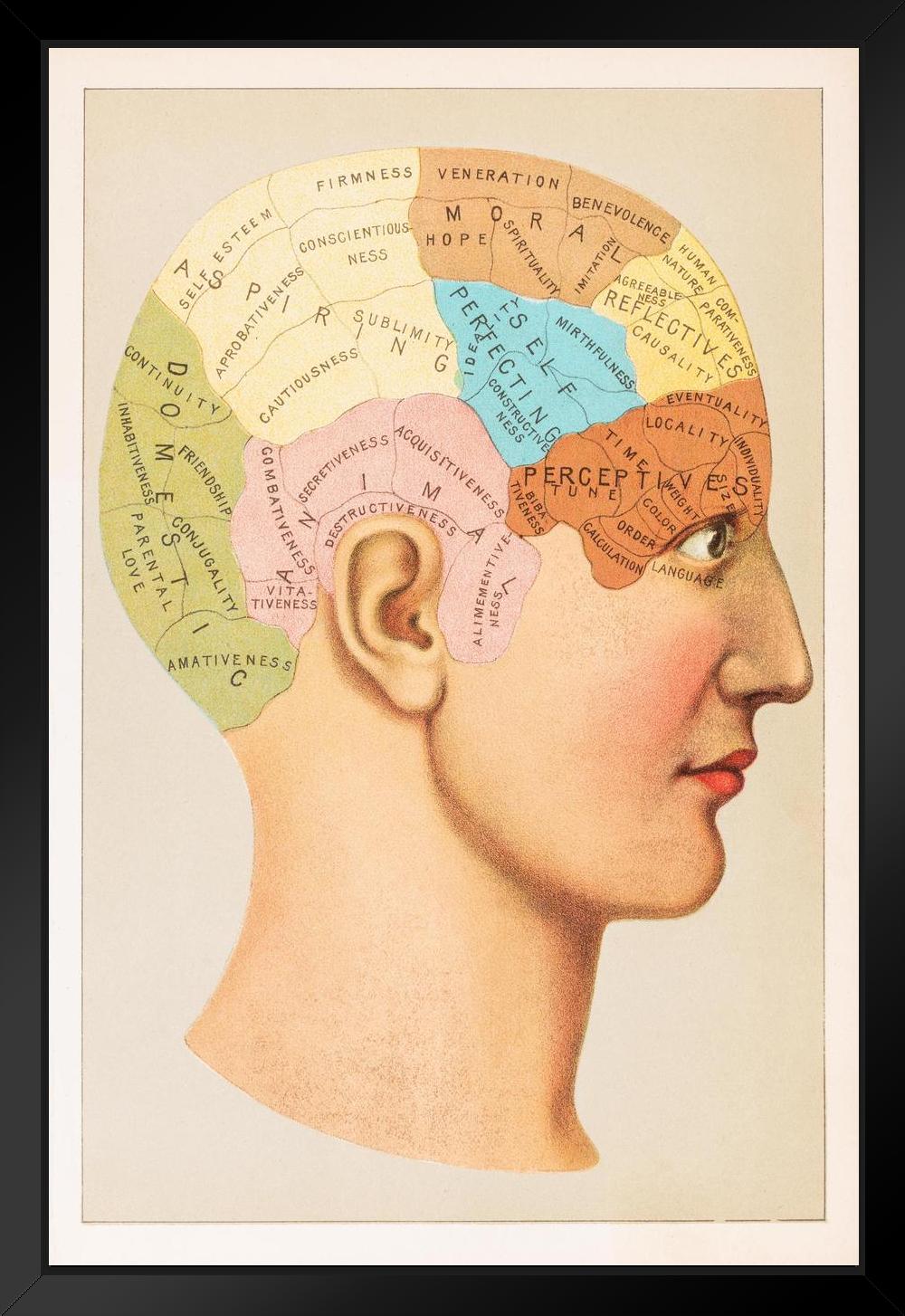 Phrenology Human Brain Skull Anatomy Vintage Illustration 1891 ...