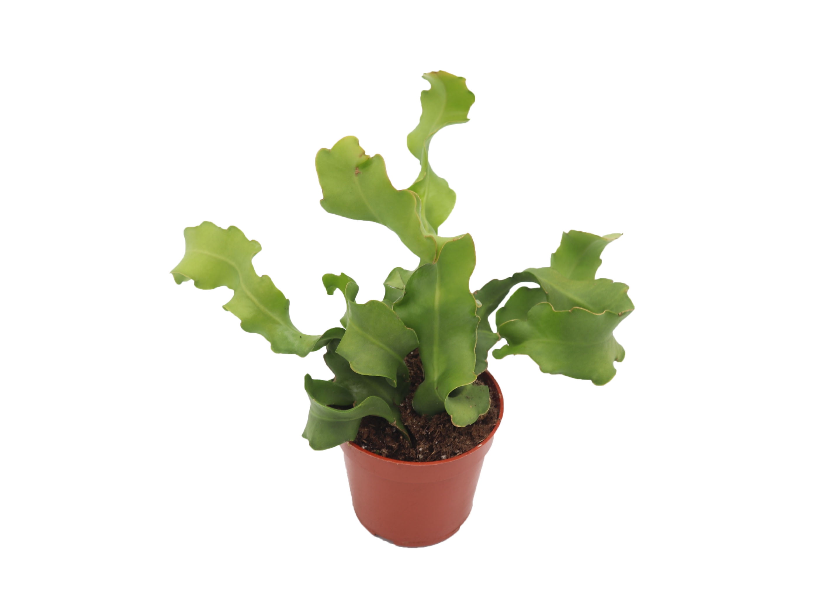 Epiphyllum (Curly Sue) Orchid Cactus -4'' From California Tropicals ...