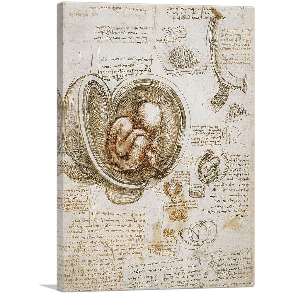 ARTCANVAS Studies of the Human Body - Study of a Foetus in the Womb ...