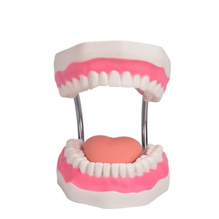 Big tooth model tooth model teaching brushing teeth teaching mold 1 ...
