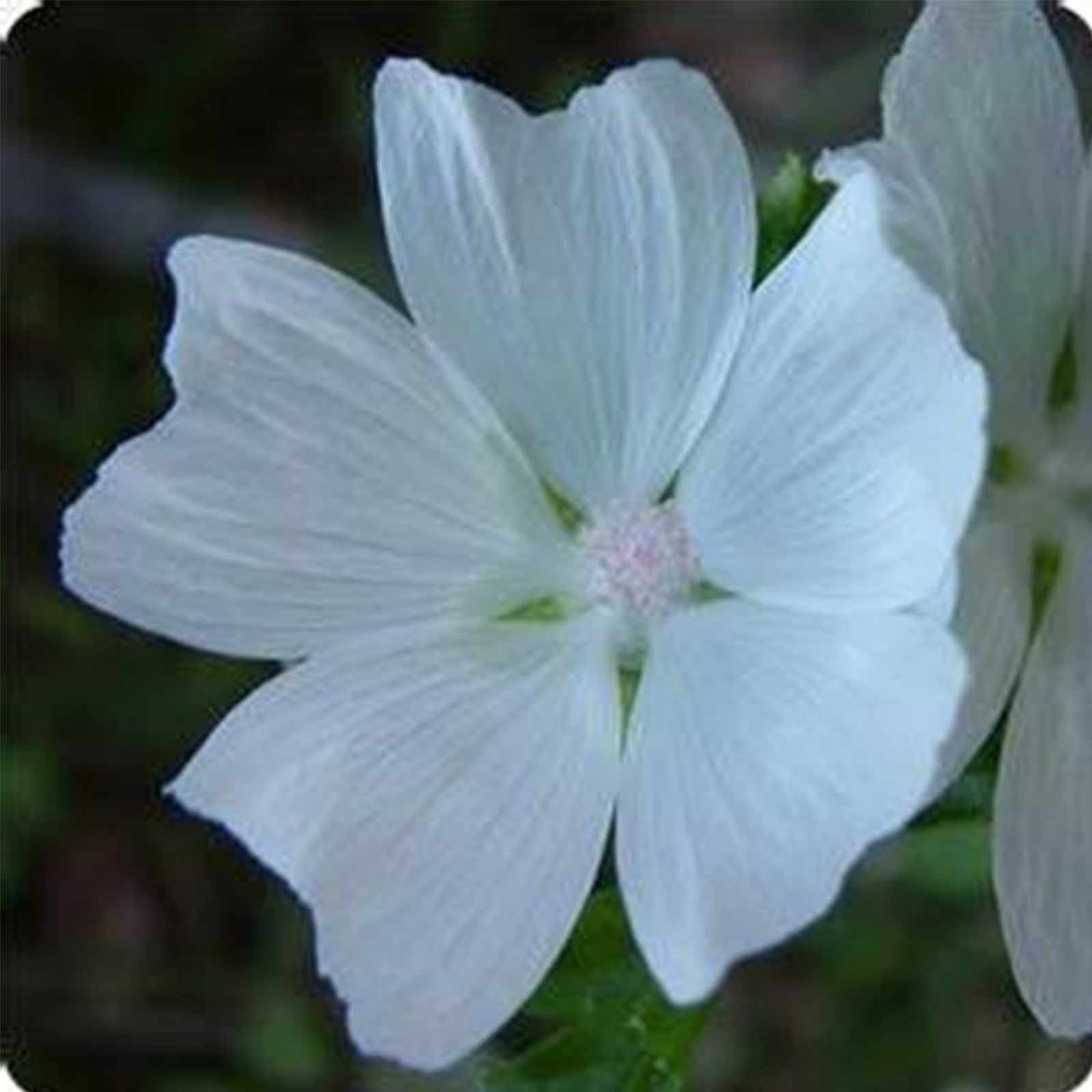 Malva Flower Garden Seeds - Moschata Choice - Alba (White) - 1000 Seeds ...