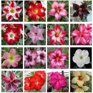 25 WAX MIXED BEGONIA Semperflorens Fibrous Mixed Colors Red Pink White ...