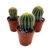 Barrel Cactus Assortment, 4 inch Set of 3, Easter Lily, Lemon Barrel ...