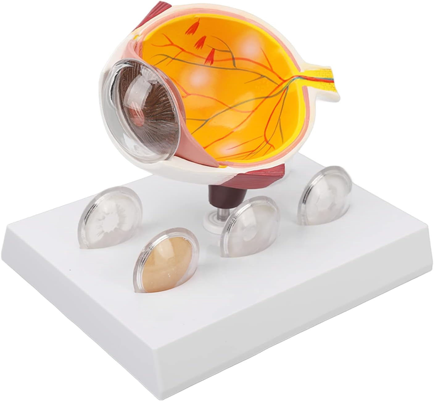 Human Eye Anatomy Model - Shows Optic Details, Eyeball Anatomical ...
