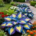 Rainbow Colorful Midnight Blue Hostas for Planting--(Non-Artificial ...