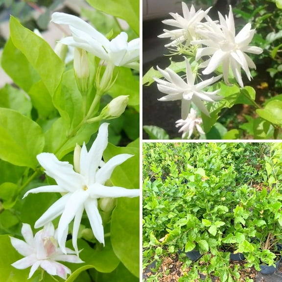 Arabian Jasmine Plant Live 6-8 Inch Tall, Fragrant Jasmine Vine for ...
