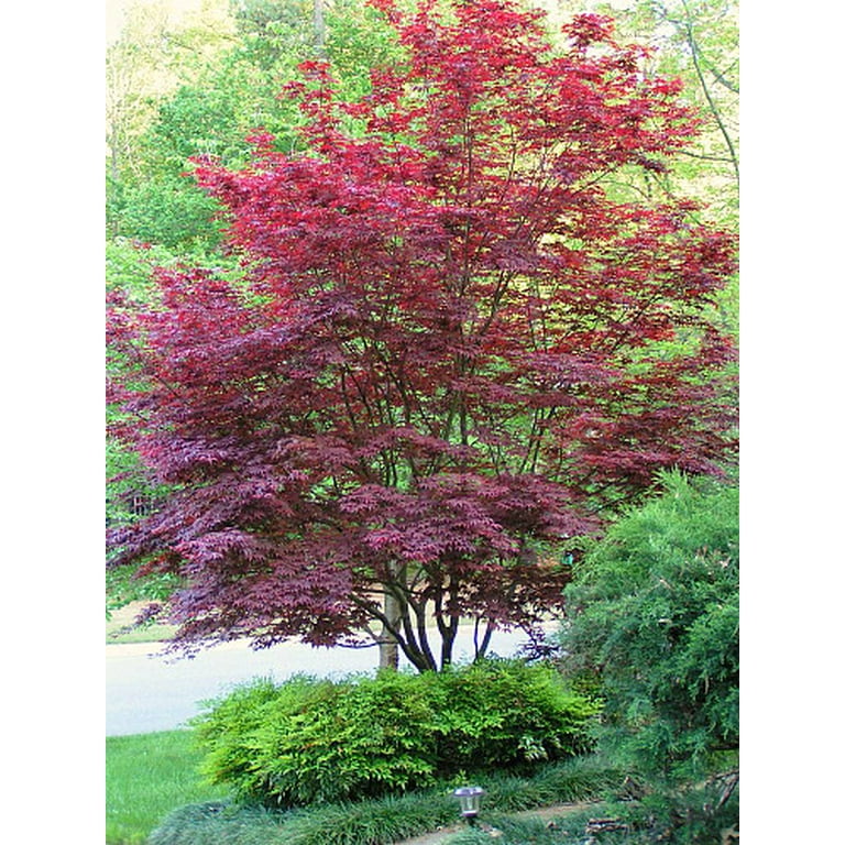 Bloodgood Japanese Maple