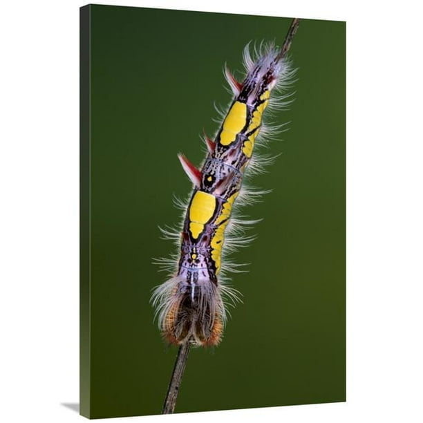 24 x 36 in. Blue Morpho Butterfly, Caterpillar on Twig Art Print - Ingo ...