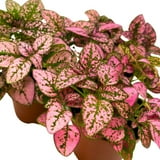 Pink Hypoestes phyllostachya 2 inch Set of 3 Flamingo Polka Dot Plant ...