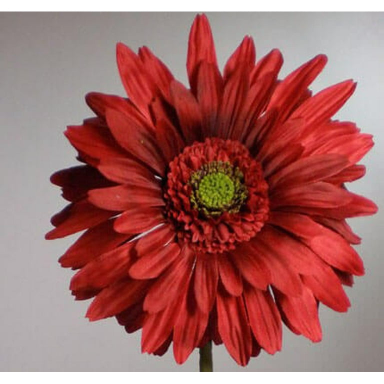 Dark Red Gerbera Daisy
