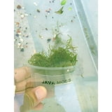 Java Moss - Easy Live Fresh Water Aquarium Plants - Walmart.com