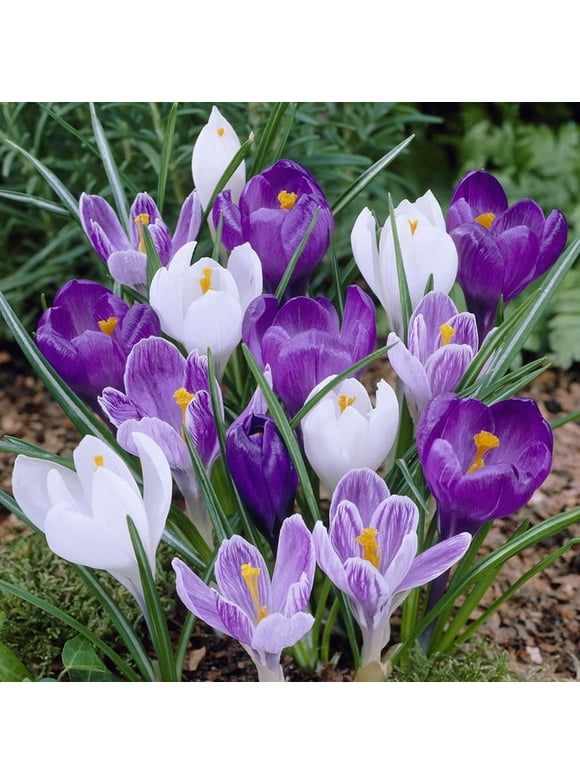 Spring Bulbs in Plant Bulbs - Walmart.com