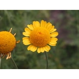 250 GOLDEN MARGUERITE DAISY Dyer's Yellow Chamomile Anthemis Tinctoria ...
