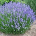 RedCrocus Phenomenal French Lavender Herb - Fragrant, Pollinator ...