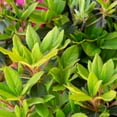 Encore Azalea Autumn Sangria (2 Gallon) Pink Flowering Shrub - Full Sun ...