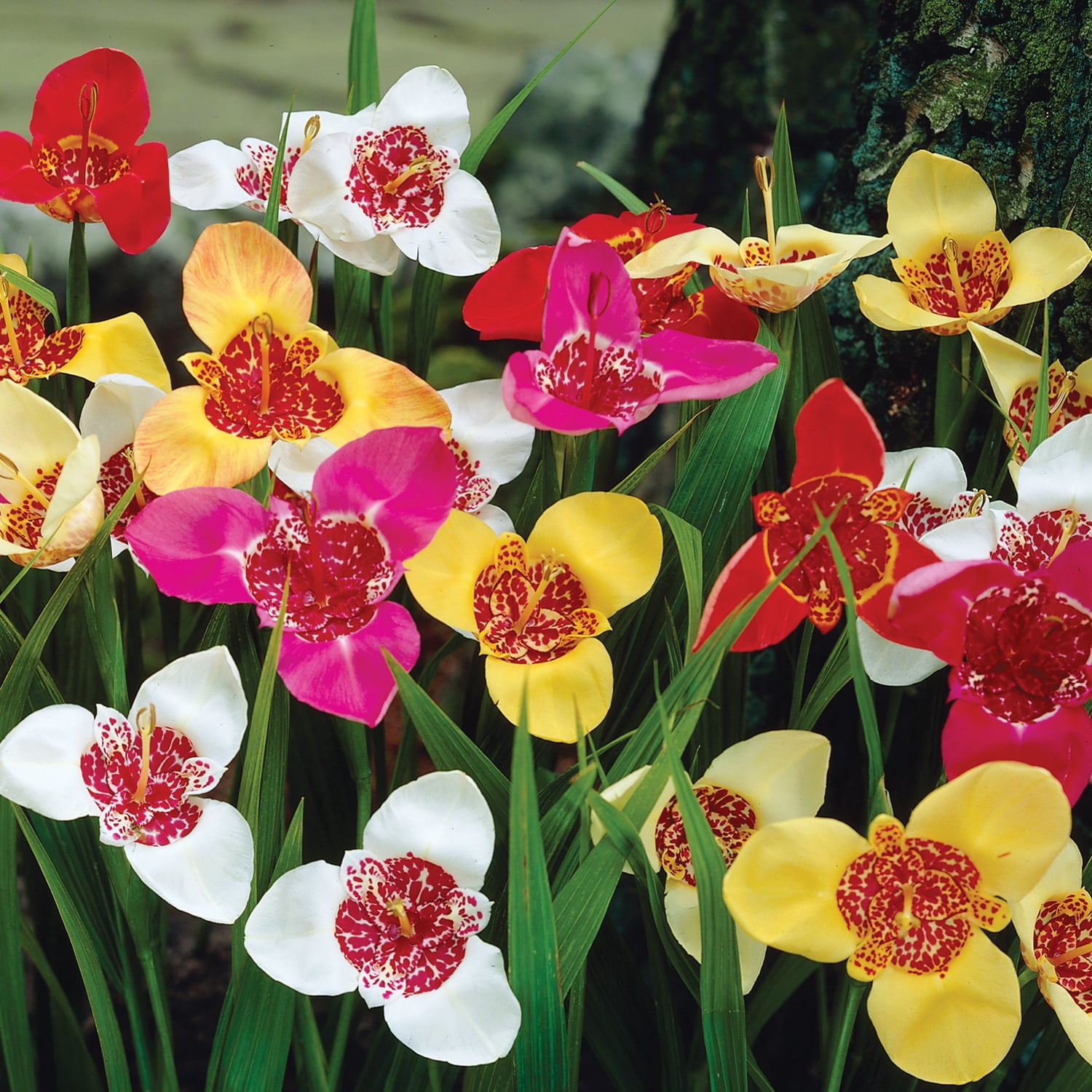 Van Zyverden Tigridia Mixed, Dormant Bulb, Sun, Multicolor - Walmart.com