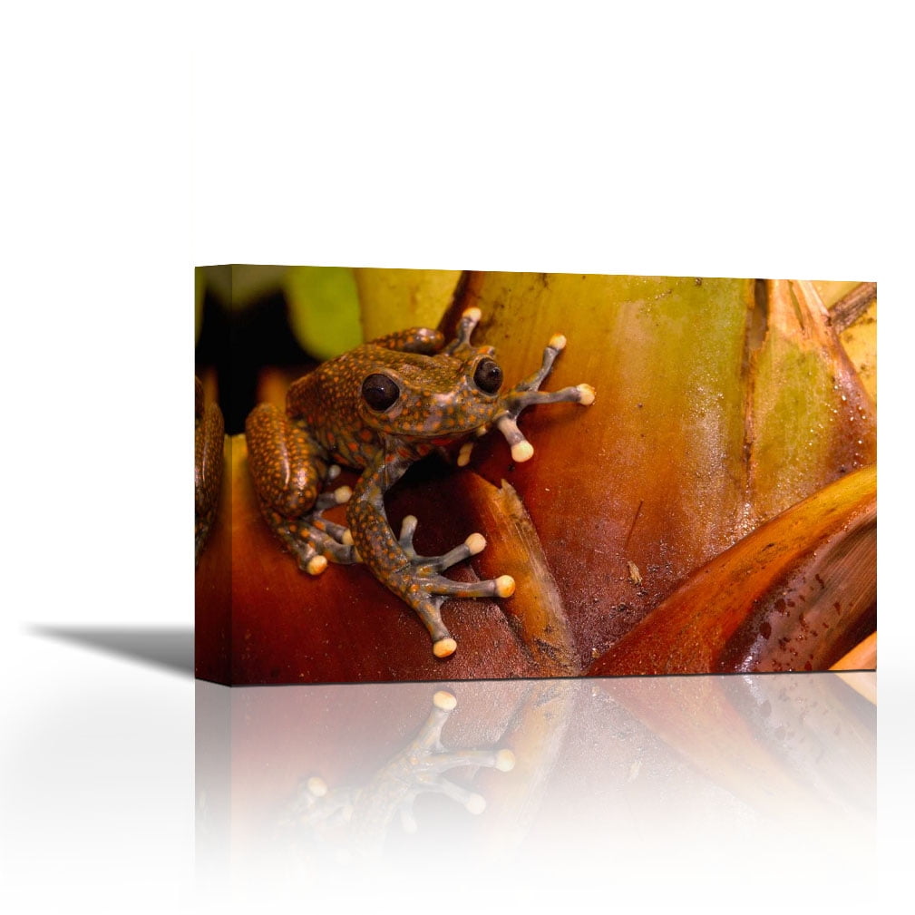 Strawberry Tree Frog male in cloud forest, Carchi Province, Ecuador ...