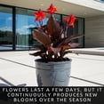 Black Knight Canna Lily Bulbs for Planting – Deep Red Blooms with Dark ...