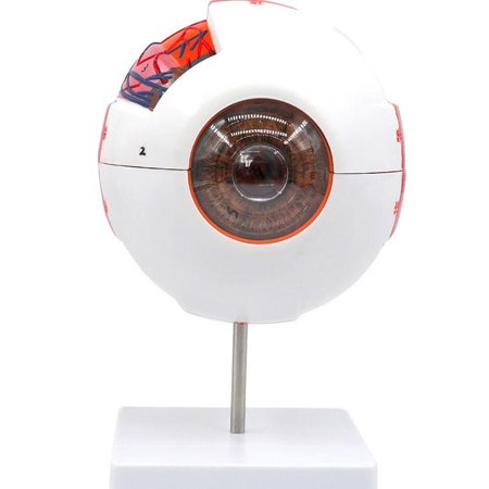 ShenMo Learning Resources Cross-Section Human Eye Model, Biology, Scientific Vocabulary ...