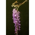 Wisteria Seeds – 50 Mixed Color Flower Seeds, Purple, White, Pink, Blue ...