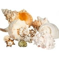 Shell Vase Filler | Imperfect Seashells Mixed Beach Seashells B Quality ...