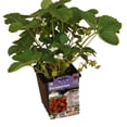 Premium Strawberry- Fruit 10 per Container Live Plants in 1 Gallon ...