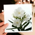 3drose, Oleander White - White, Flower, Tree, Oleander, Blossom ...