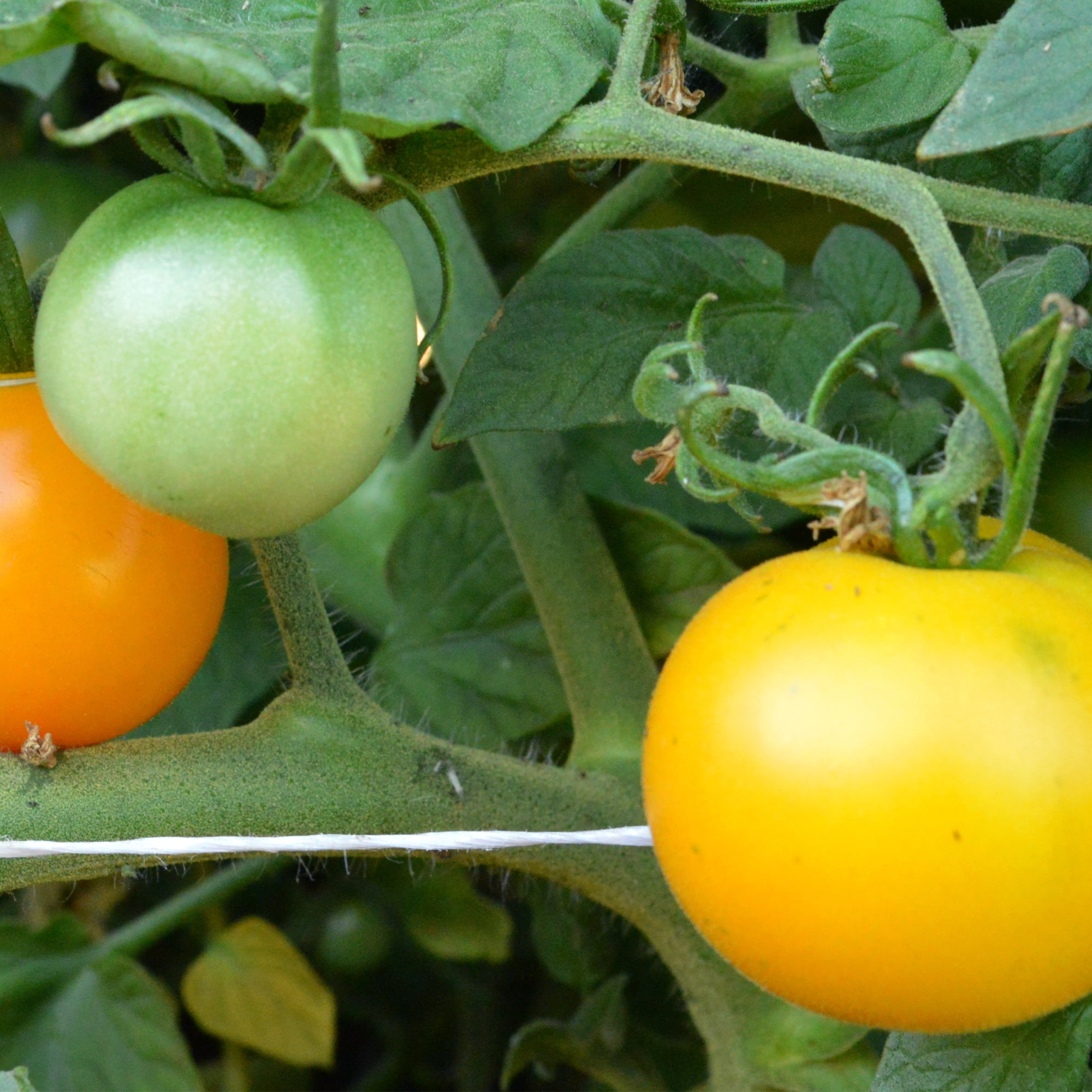 Organic Yellow Perfection Tomato Seeds - 4 Oz ~30000 Seeds - Non-GMO ...