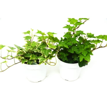 English Ivy - 54 Pack (3.25 In. Pots) Evergreen Groundcover Vine - Full ...