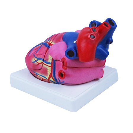 Human Heart Model with Base Stand Display Anatomy Classroom Study Props ...