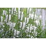 50 WHITE Showy OBEDIENT PLANT (False Dragon Head) Physostegia ...