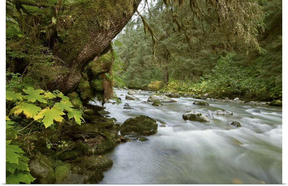Great BIG Canvas | "Small river flowing through the old growth forest ...