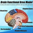 Brain Model Functional Partitioning 1:1 Human Brain Anatomical Model ...