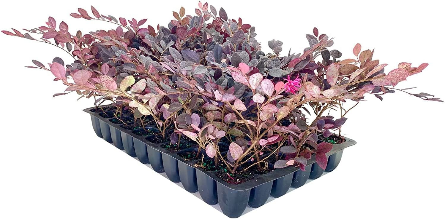 Loropetalum Carolina Midnight 3 Live Plants Chinensis Rubrum Evergreen ...