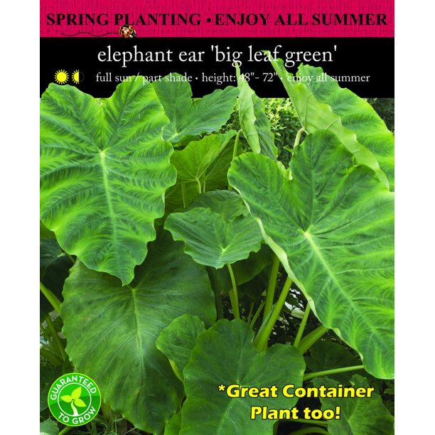 Elephant Ear, Colocasia Esculenta, Green, Full Sun, Annual, 5 Pack ...