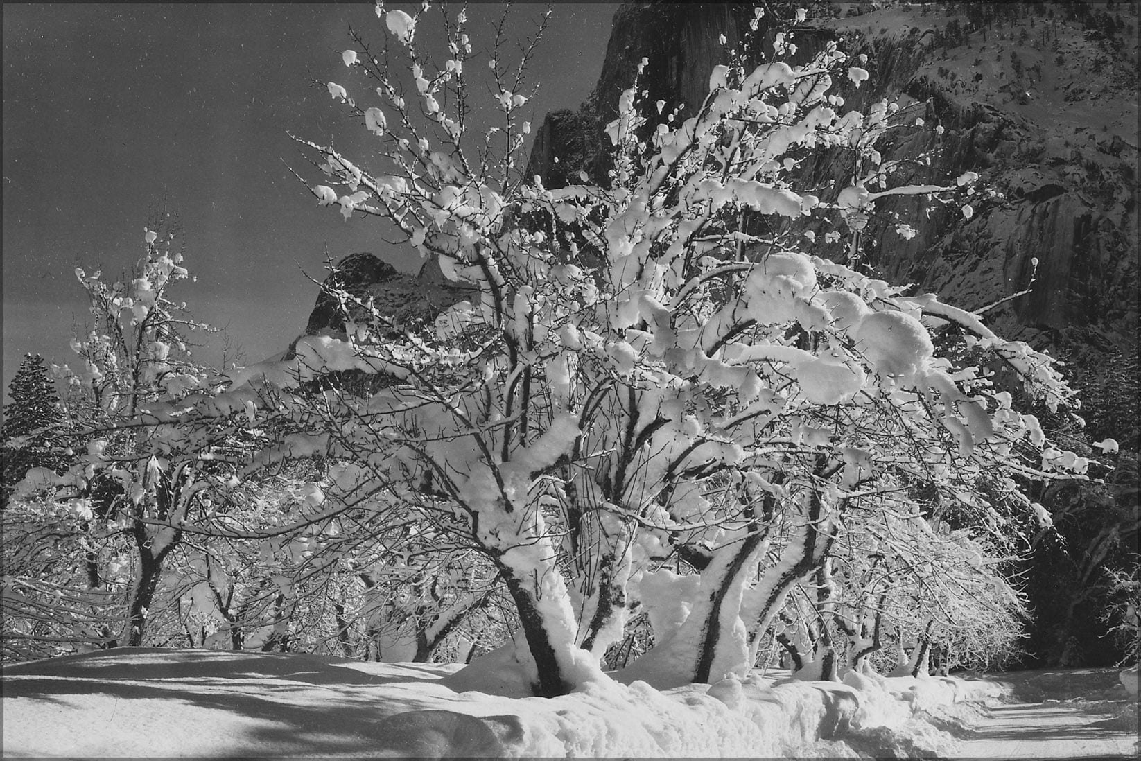 Ansel adams tree - samplm