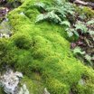 Garden Selaginella, 4 inch, Gold Club Moss, Golden kraussiana - Walmart.com