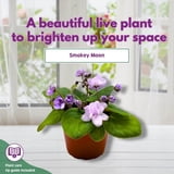 Harmony Foliage African Violet Smokey Moon 4 inch Gesneriad - Walmart.com