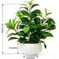 Artificial Peperomia Plants 16.5” Tall Lifelike Faux Greenery in 6 ...